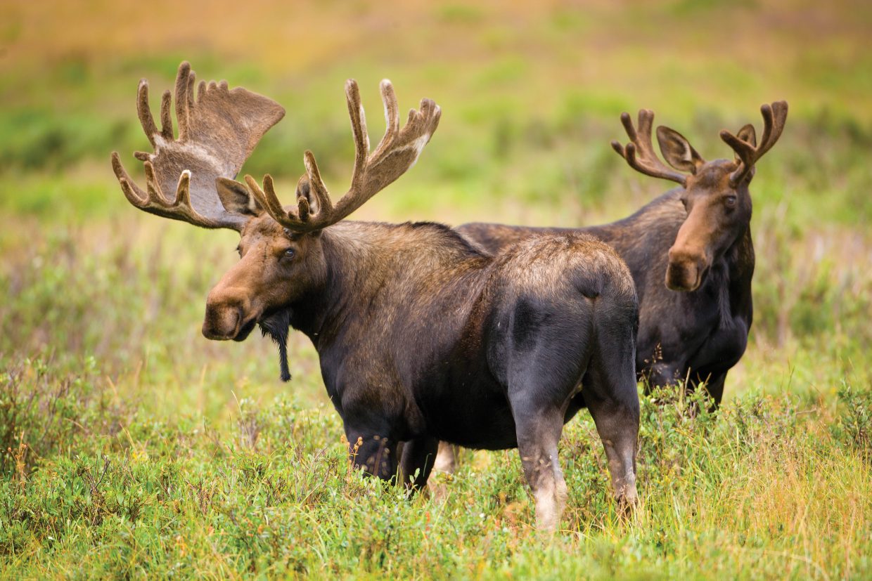 Moose mounting a comeback in Colorado | SteamboatToday.com